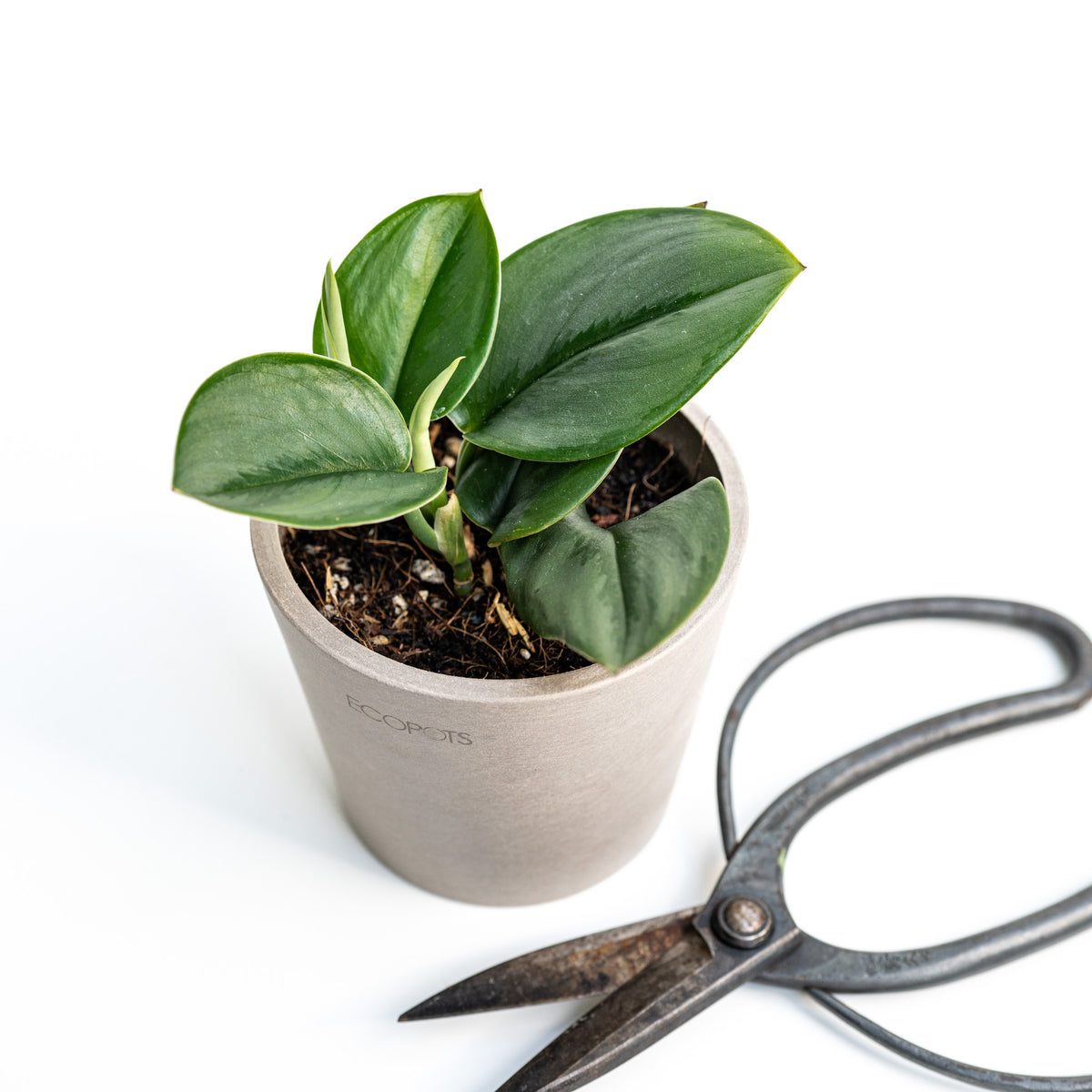 10 Common Plant Problems and How to Fix Them – Shopleaf Plant Studio