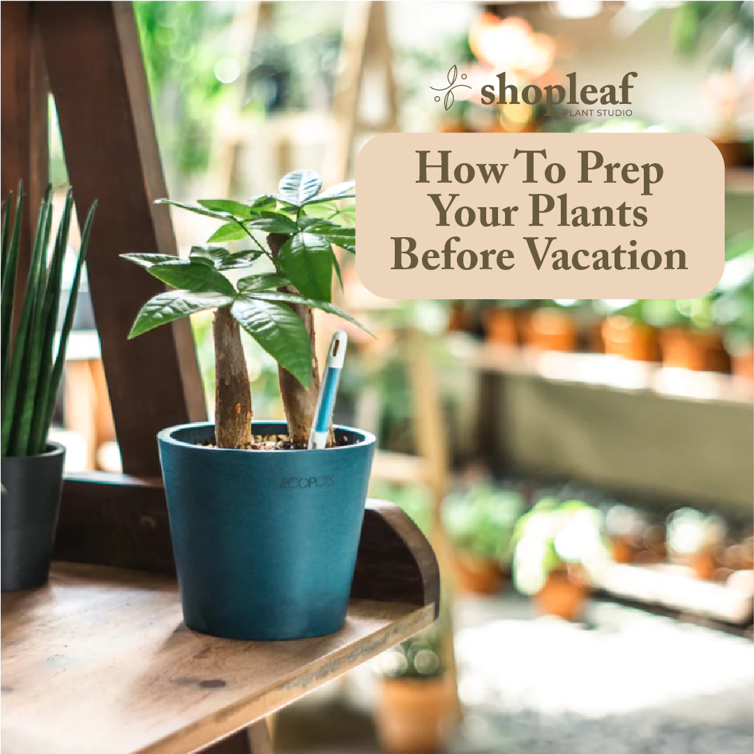 How To Prep Your Plants Before Vacation – Shopleaf Plant Studio