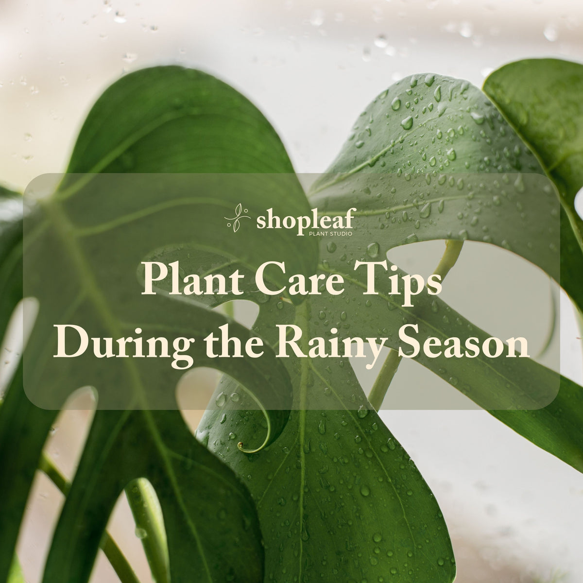 Rainy Season Plant Care Tips – Shopleaf Plant Studio