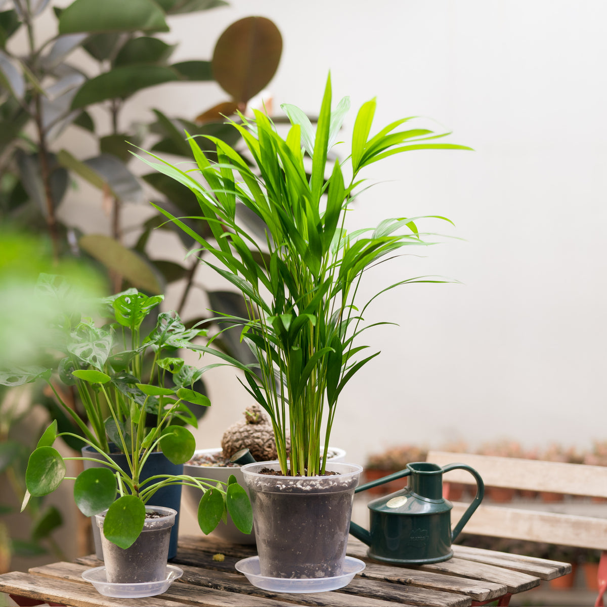 PLANTS IN CLEAR POT – Shopleaf Plant Studio