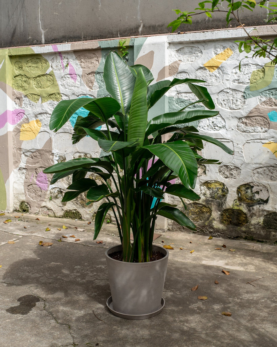 EVERYDAY PLANTS FOR REAL LIFE – Shopleaf Plant Studio
