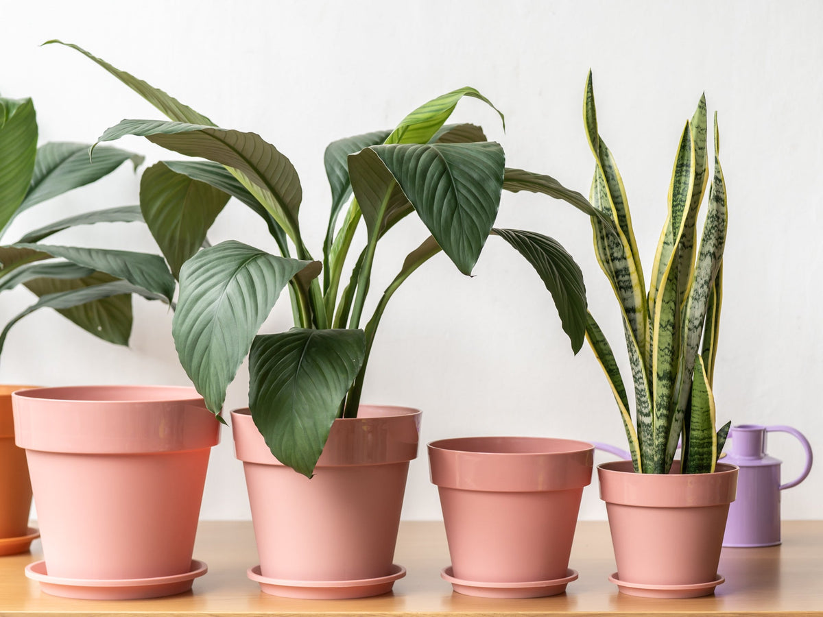 SHOPLEAF COLOR POTS – Shopleaf Plant Studio