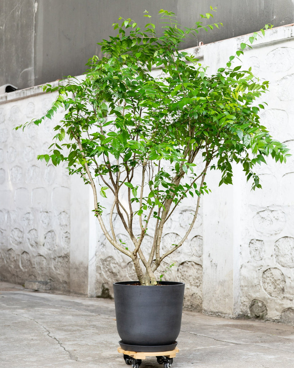 Suamei (XL2) in Ecopots – Shopleaf Plant Studio