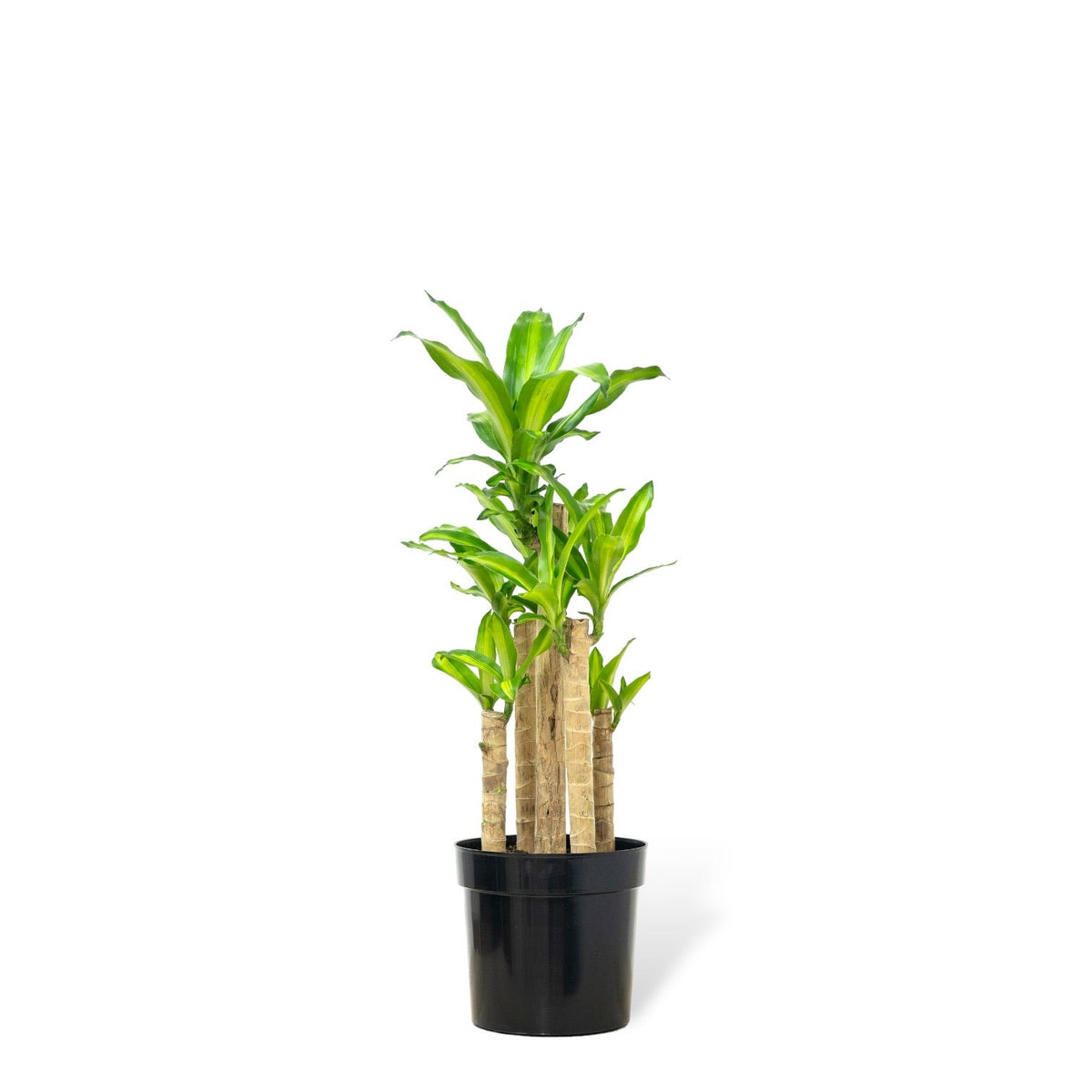 Fortune Plant (S) in Nursery Pot – Shopleaf Plant Studio