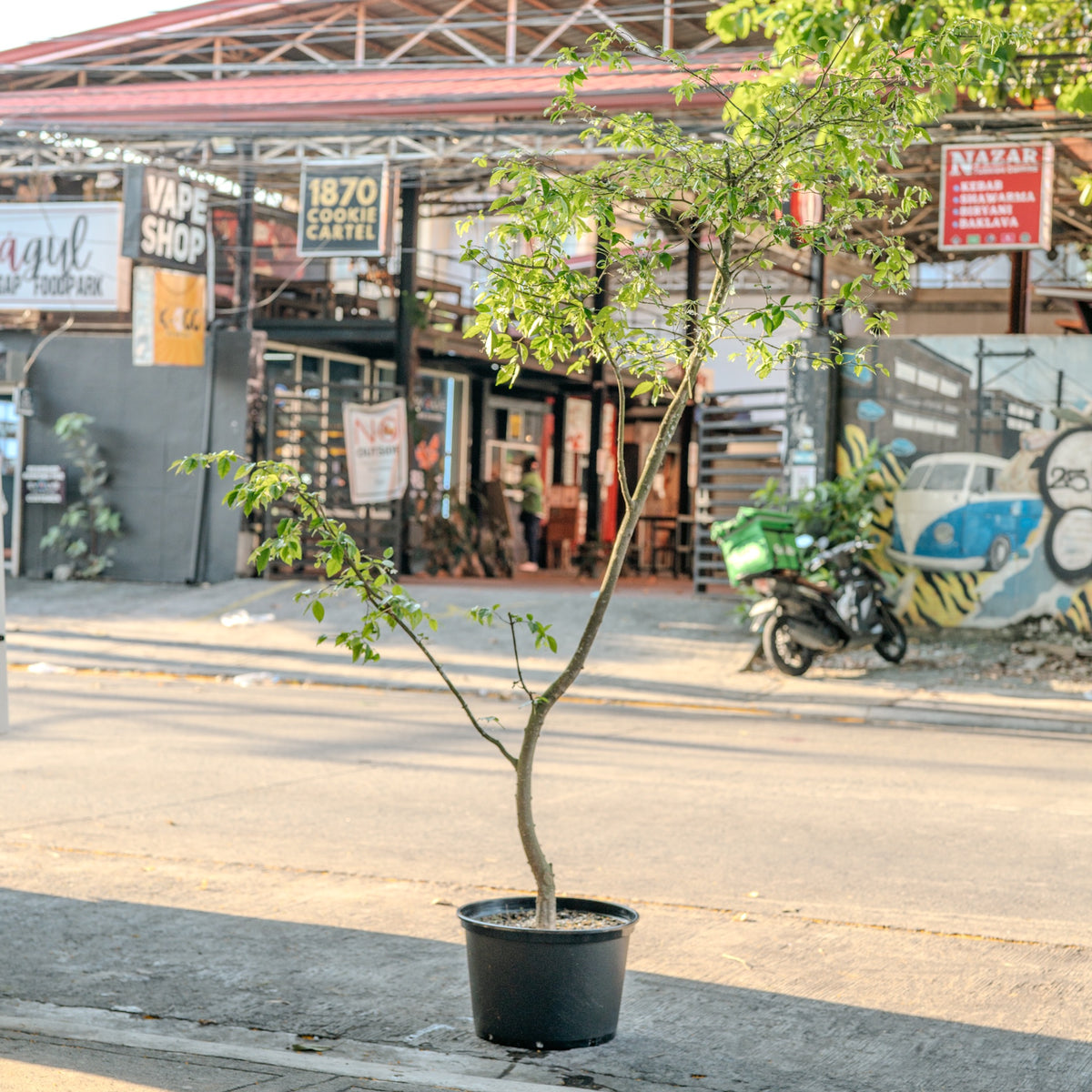 Suamei (XL4) in Nursery Pot – Shopleaf Plant Studio