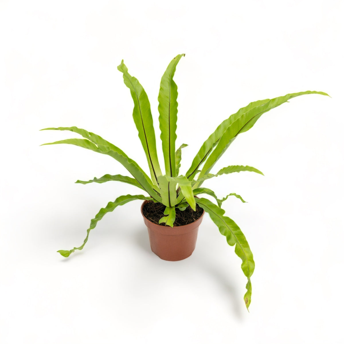 Silver Fern (S) in Nursery Pot – Shopleaf Plant Studio