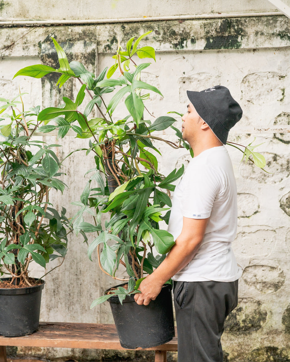 Philodendron Rudolph – Shopleaf Plant Studio