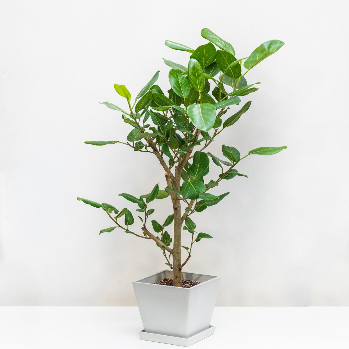 Ficus Audrey (M2) in Nursery Pot – Shopleaf Plant Studio