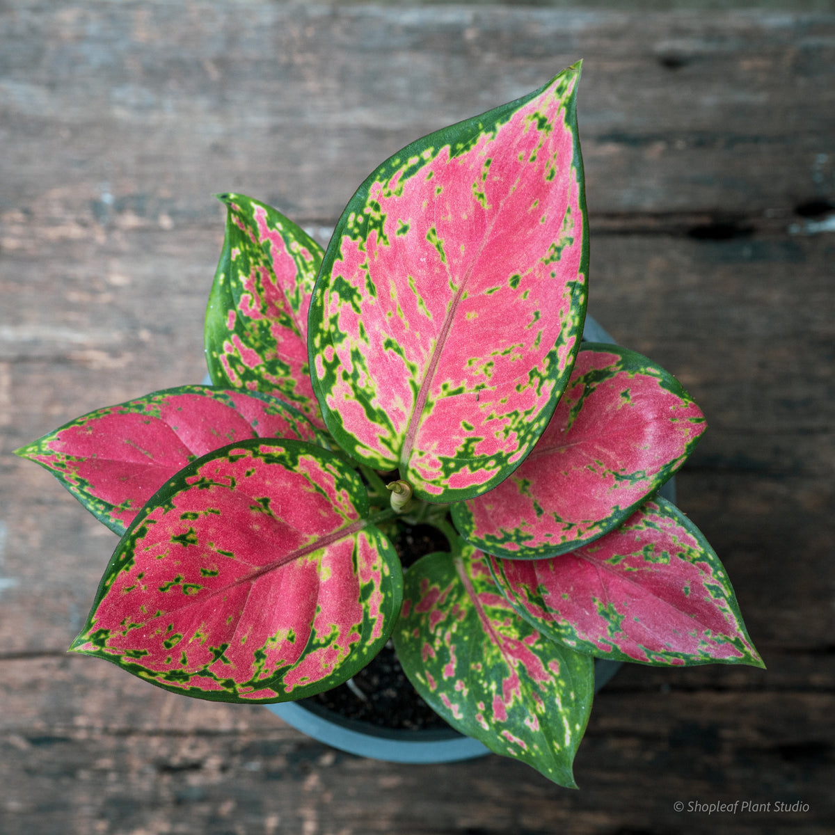 Aglaonema Red Beauty (S) in Ecopots – Shopleaf Plant Studio