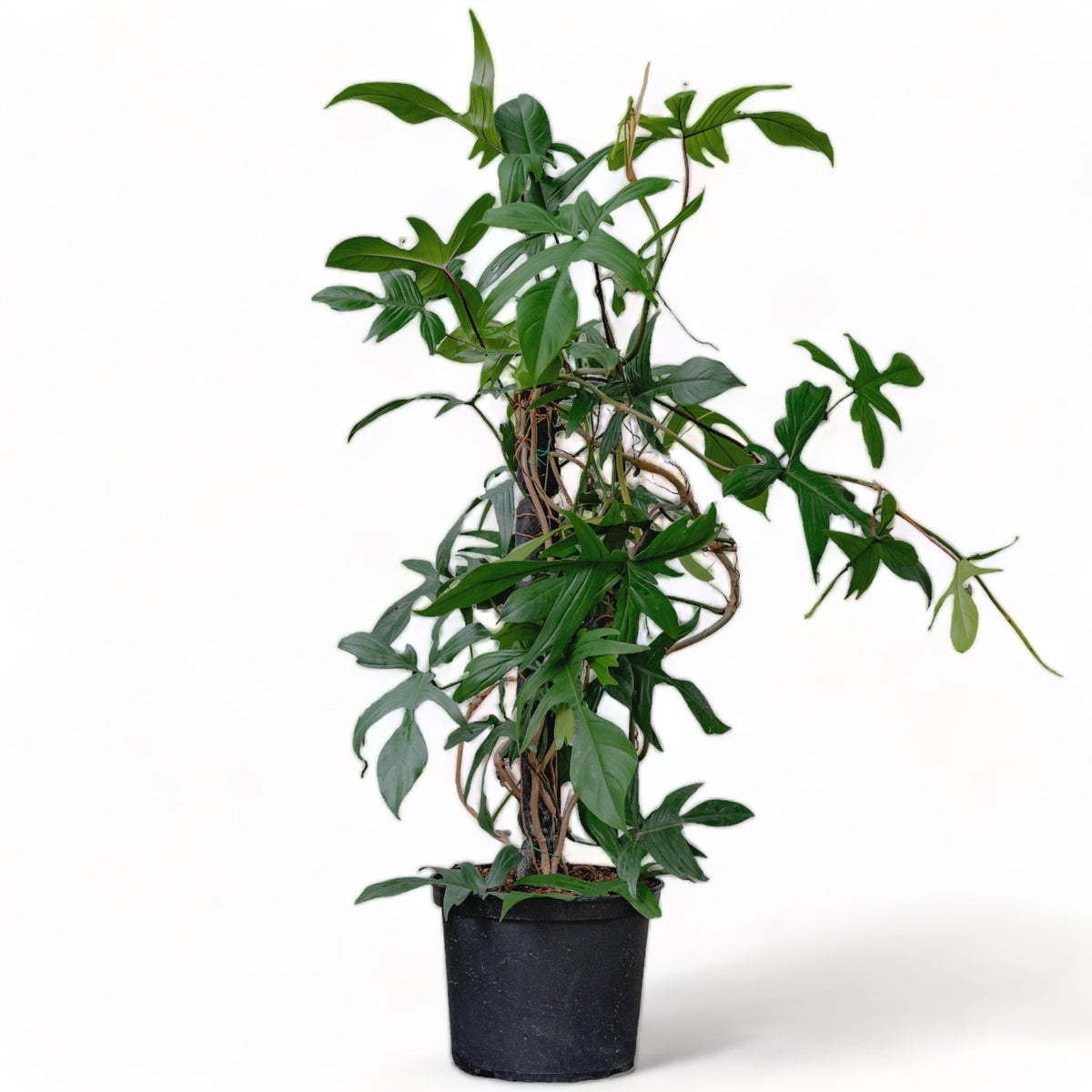 Philodendron Rudolph – Shopleaf Plant Studio