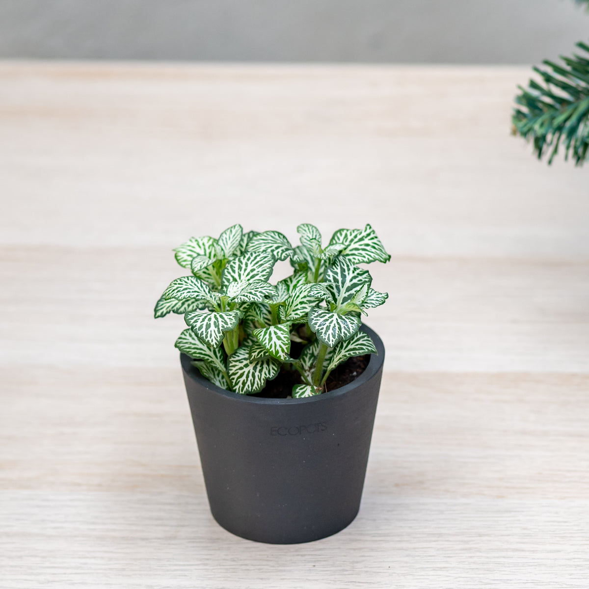 Fittonia White Tiger (S) in Ecopots – Shopleaf Plant Studio