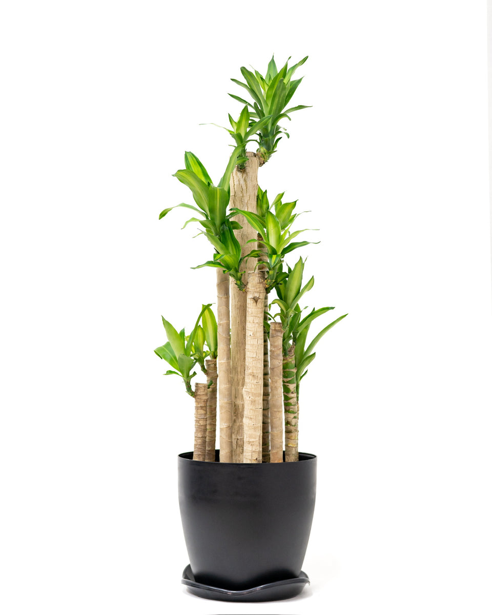 Fortune Plant (XL1) in Ecopots – Shopleaf Plant Studio