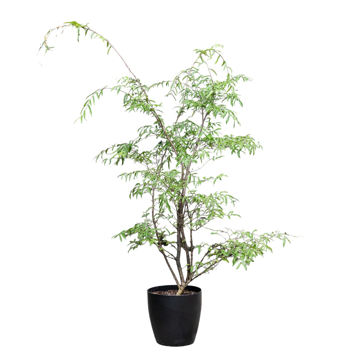 Suamei (L2) in Nursery Pot – Shopleaf Plant Studio