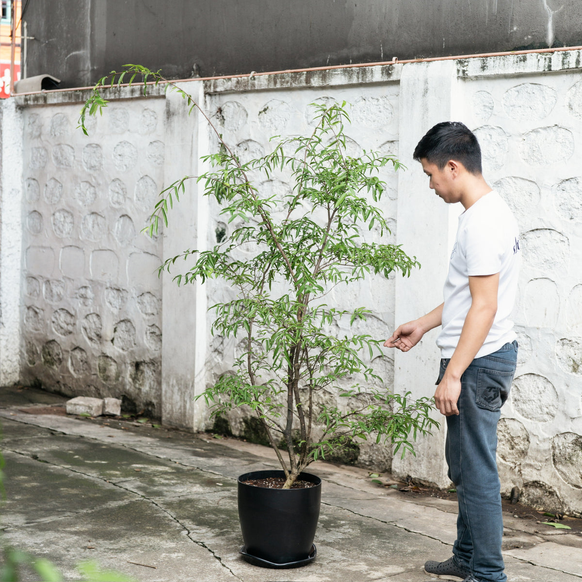 Suamei (L2) in Nursery Pot – Shopleaf Plant Studio