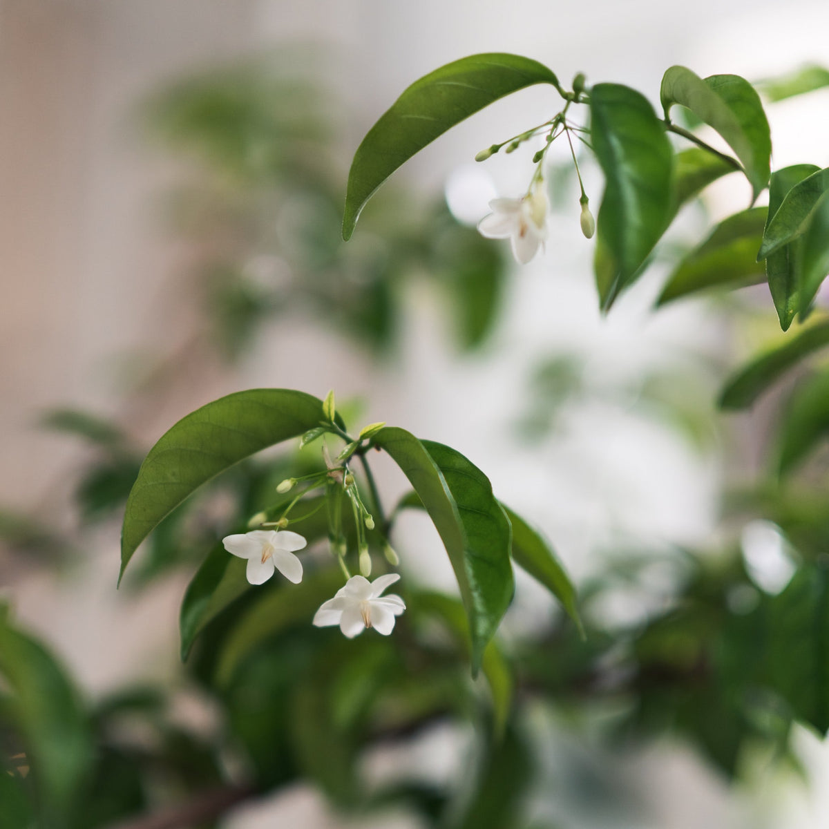 Suamei (XL2) in Ecopots – Shopleaf Plant Studio