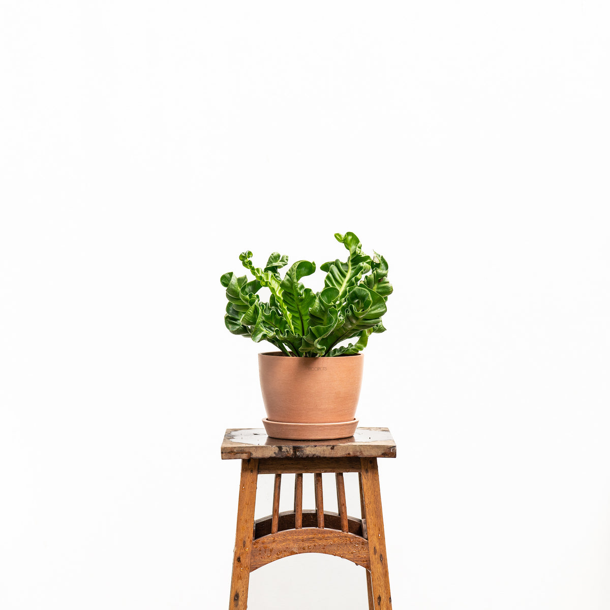Cobra Fern (M) in Ecopots – Shopleaf Plant Studio