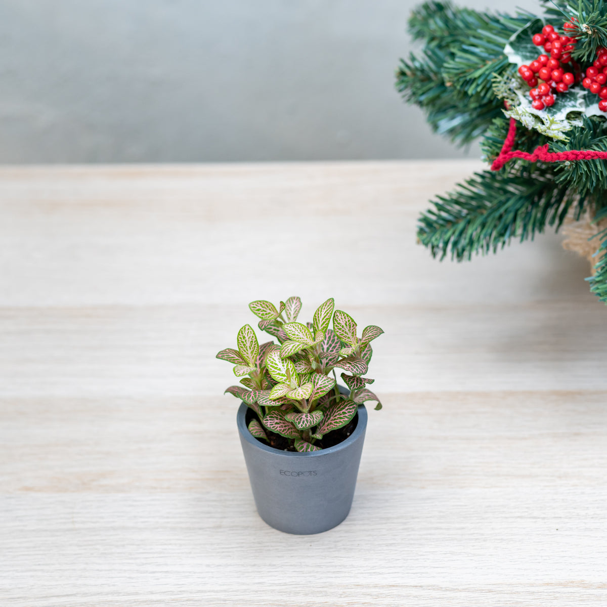 Fittonia Salmon Lime (S) in Ecopots – Shopleaf Plant Studio