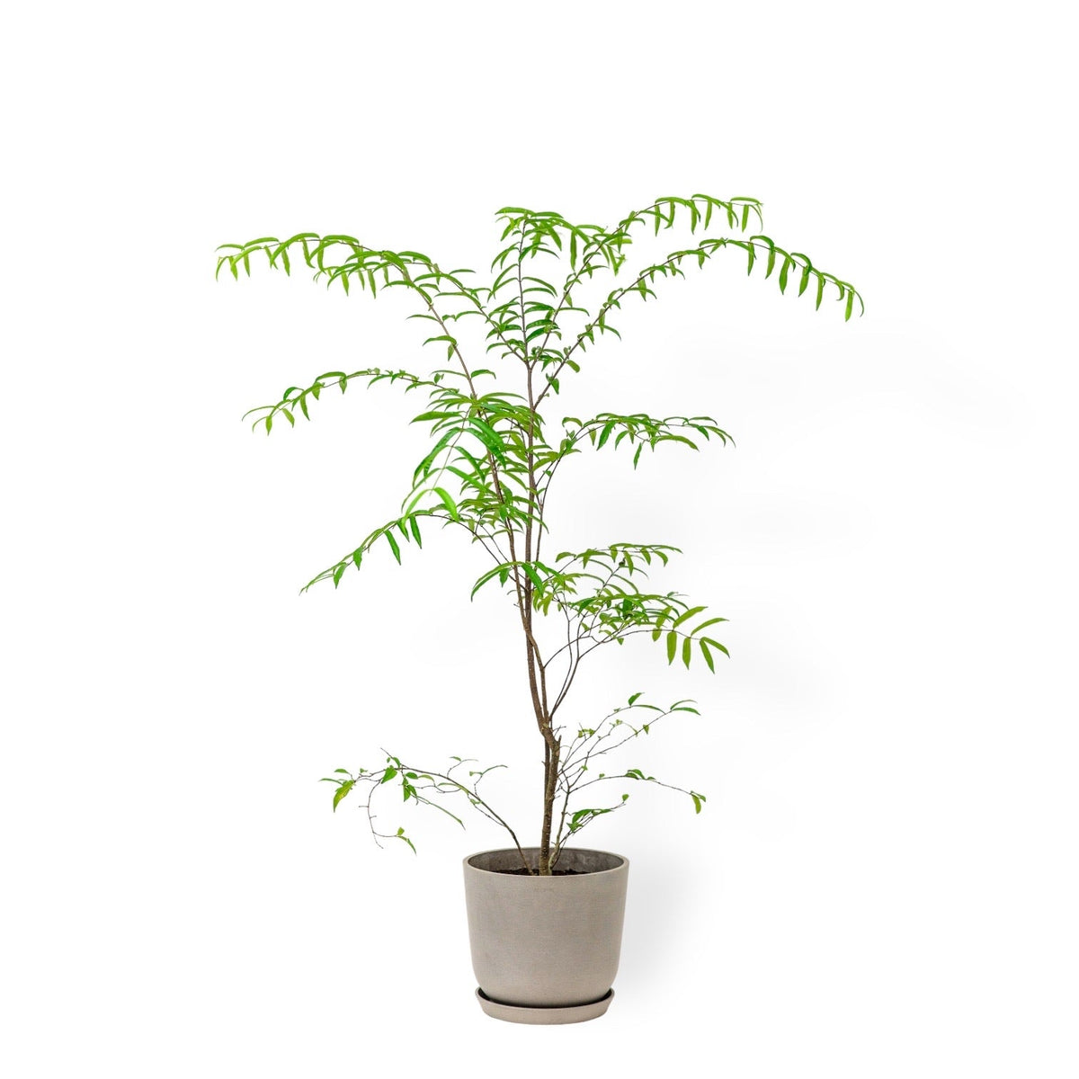 Suamei (M2) in Nursery Pot – Shopleaf Plant Studio