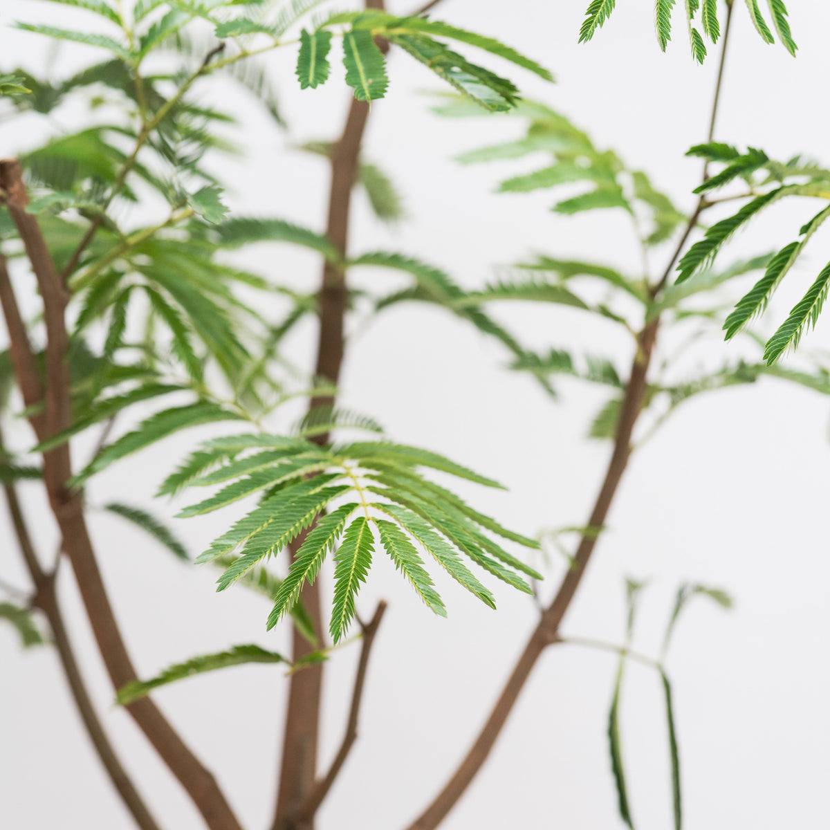 Everfresh Tree (M2) in Ecopots – Shopleaf Plant Studio