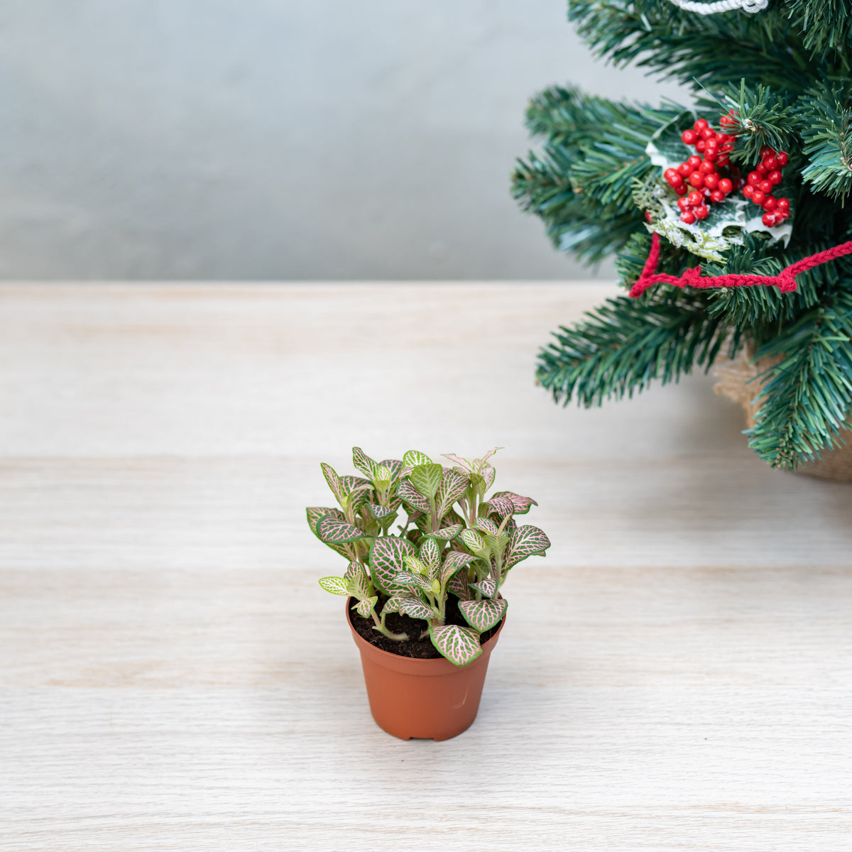 Fittonia Salmon Lime (S) in Nursery Pot – Shopleaf Plant Studio