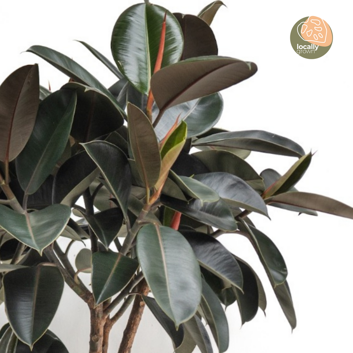 Burgundy Rubber Tree (XL) in Nursery Pot – Shopleaf Plant Studio