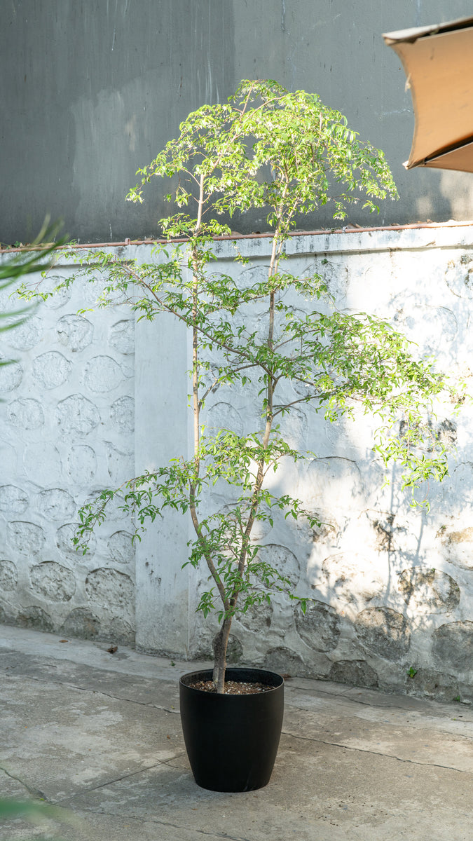 Suamei (XL3) in Nursery Pot – Shopleaf Plant Studio