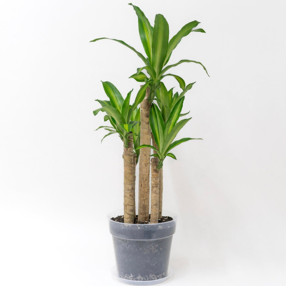 Fortune Plant (S) in Clear Pot – Shopleaf Plant Studio