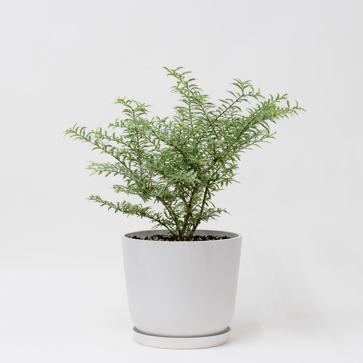 Variegated Suamei (S) in Ecopots – Shopleaf Plant Studio