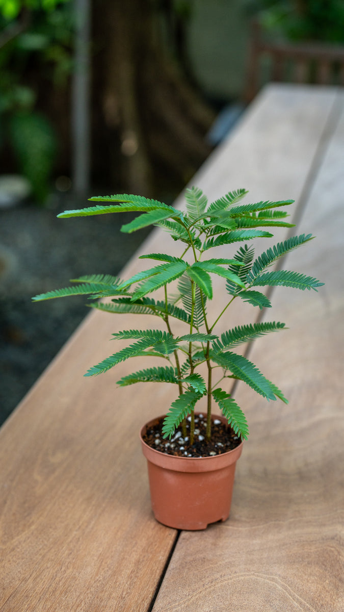 Everfresh (XS) in Nursery Pot – Shopleaf Plant Studio