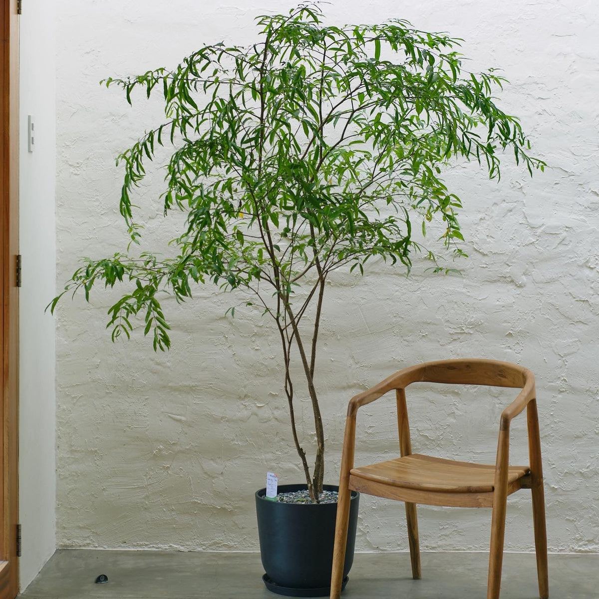 Suamei (XL1) in Ecopots – Shopleaf Plant Studio