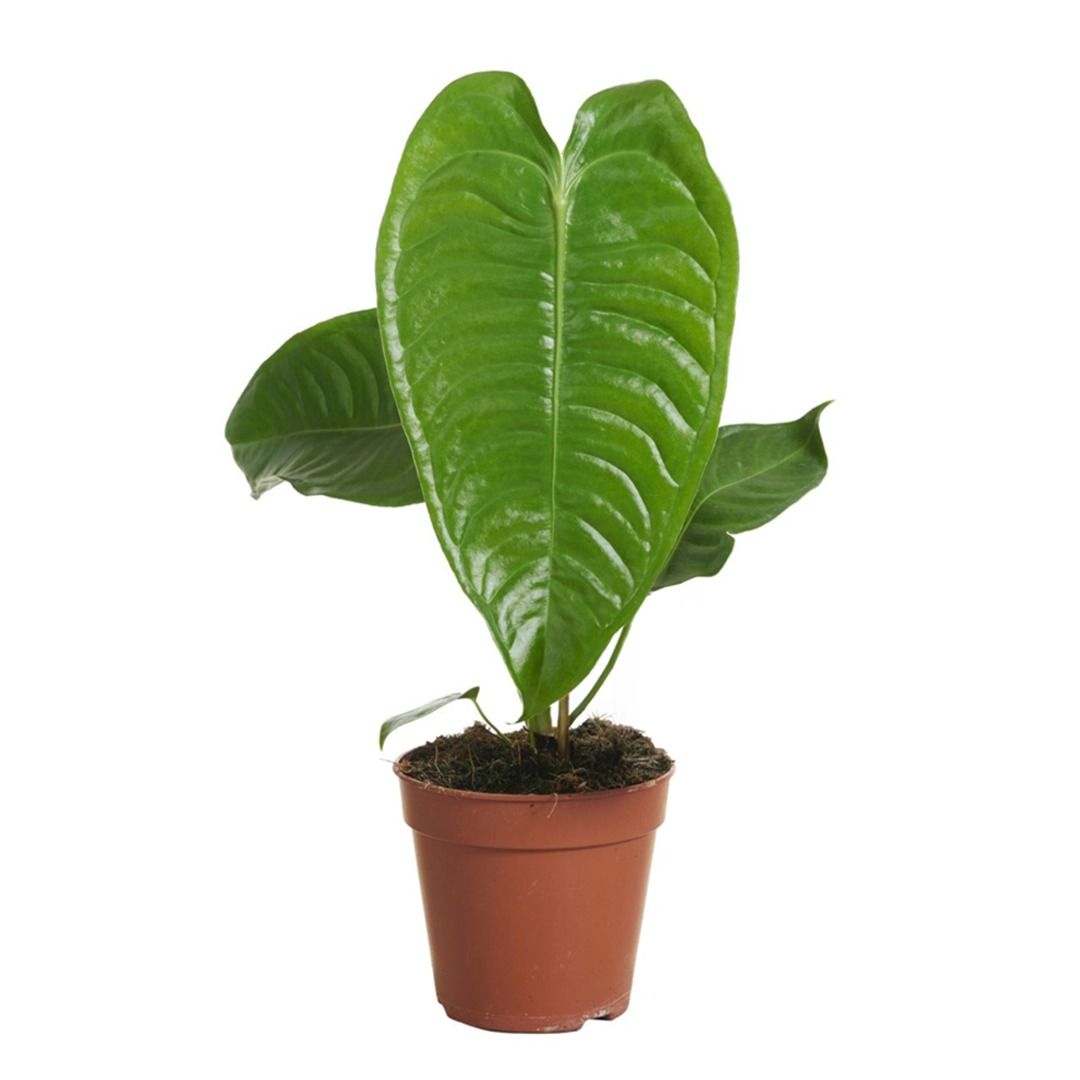 Anthurium Veitchii (M) in Nursery Pot – Shopleaf Plant Studio