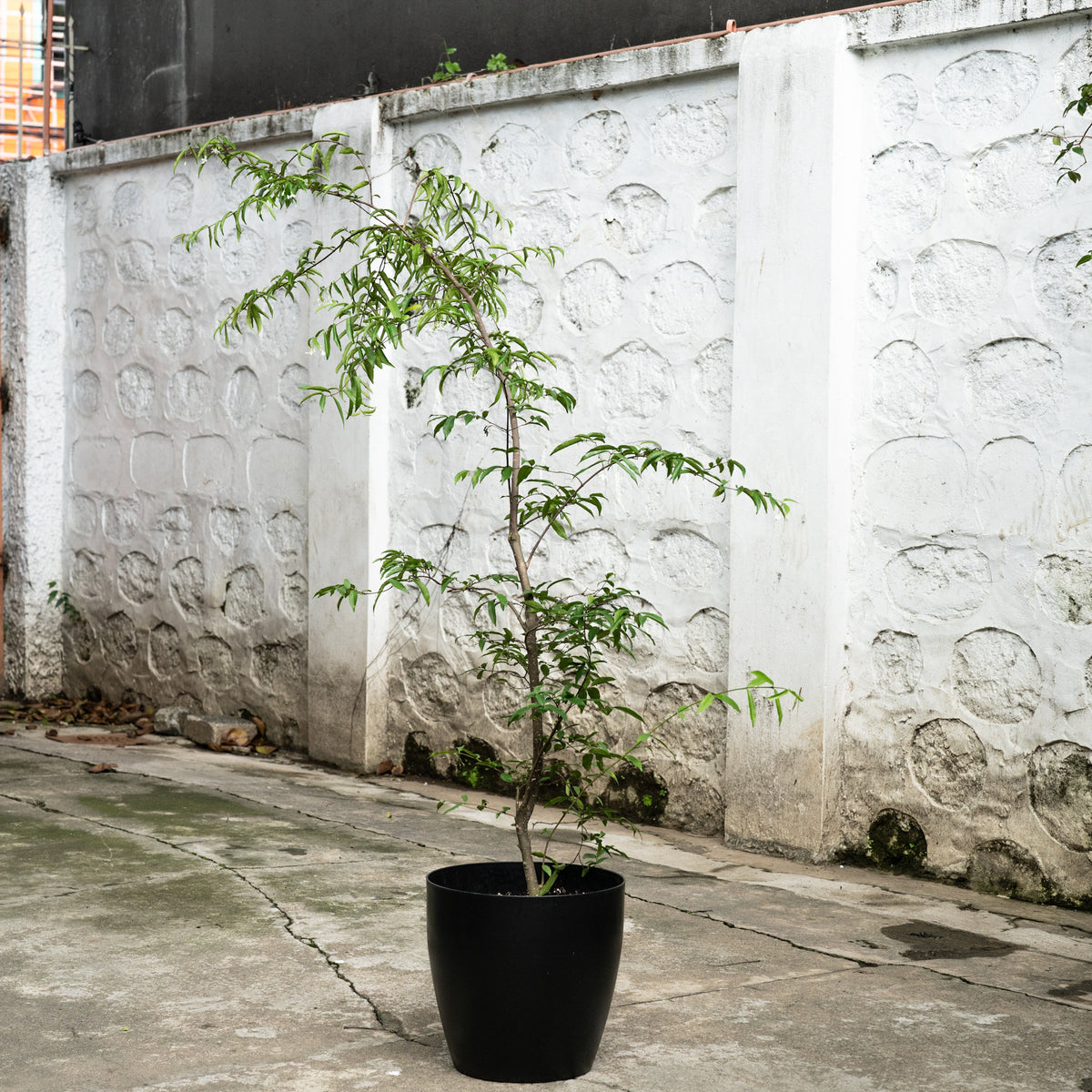 Suamei (L1) in Ecopots – Shopleaf Plant Studio