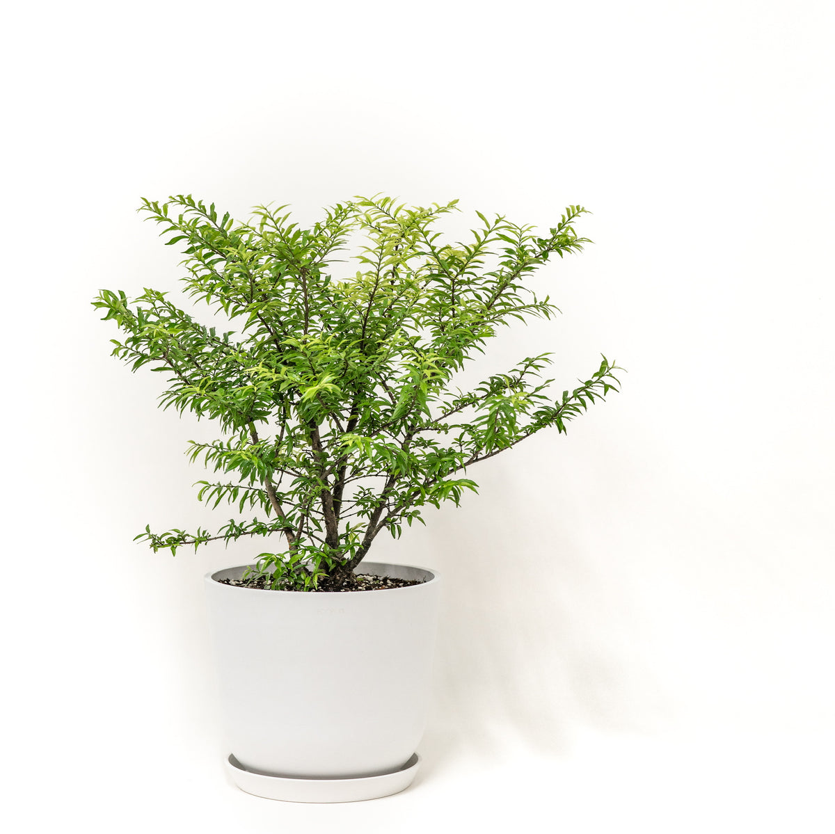 Suamei (S) in Ecopots – Shopleaf Plant Studio