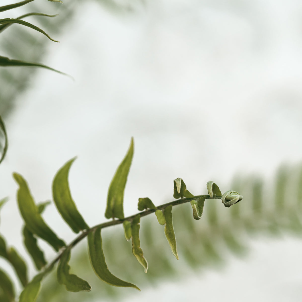 Peruvian Fern (XL) – Shopleaf Plant Studio