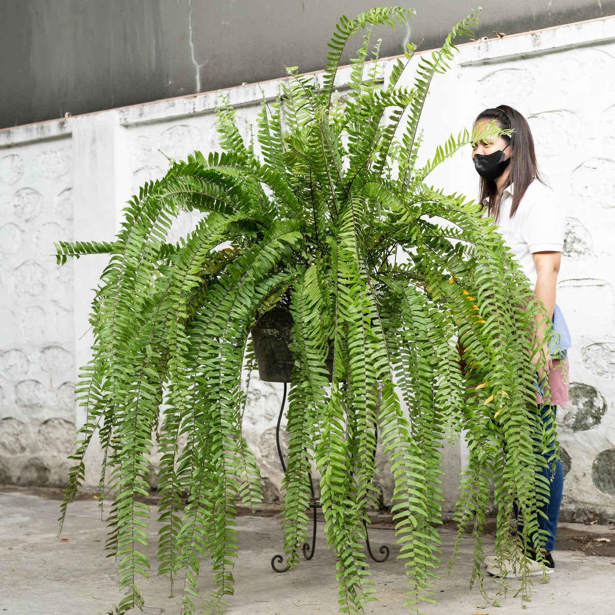 Peruvian Fern (XL) – Shopleaf Plant Studio