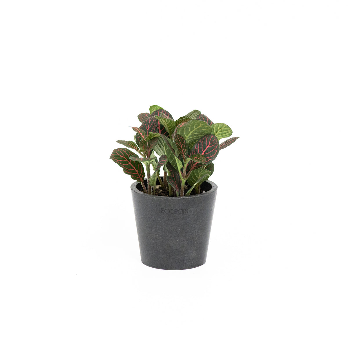 Fittonia Ruby Red (S) in Ecopots – Shopleaf Plant Studio