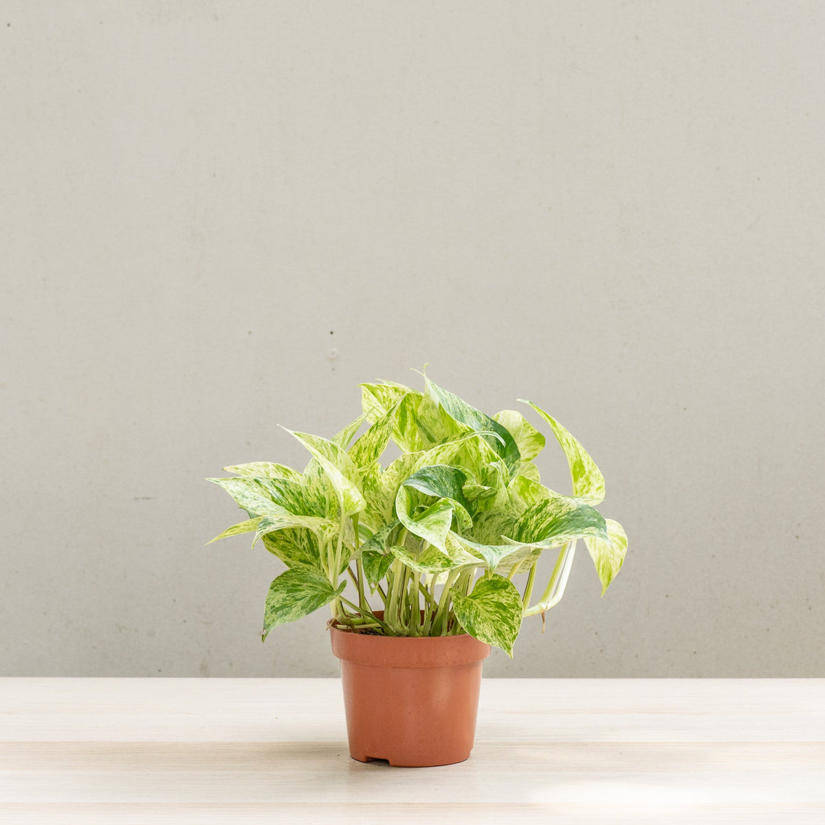 Marble Queen Pothos (M) in Nursery Pot – Shopleaf Plant Studio