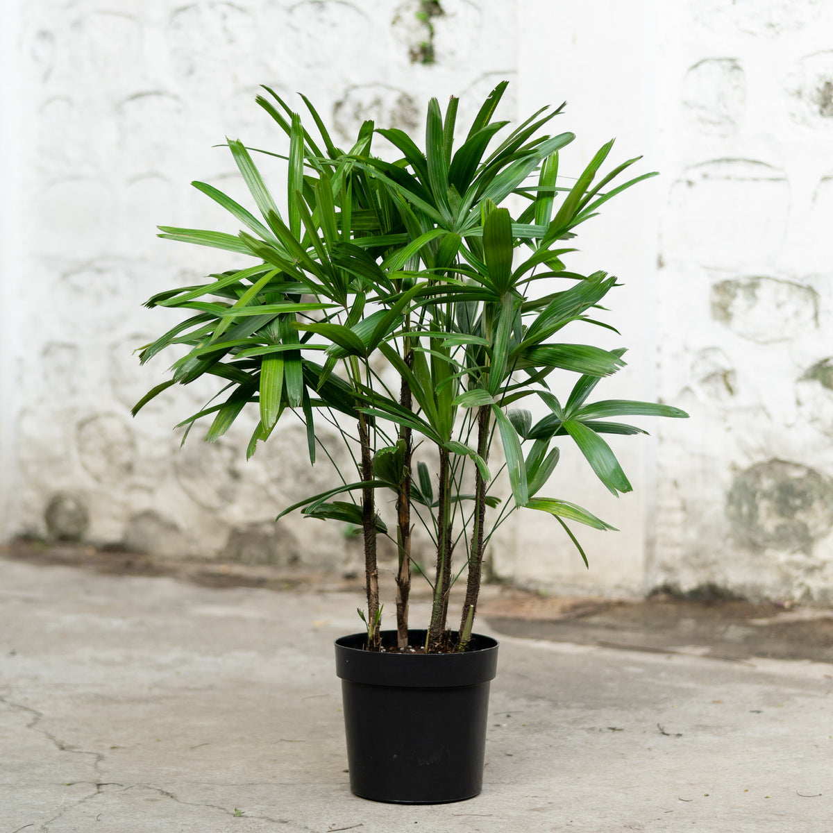 Rhapis (M) in Nursery Pot – Shopleaf Plant Studio