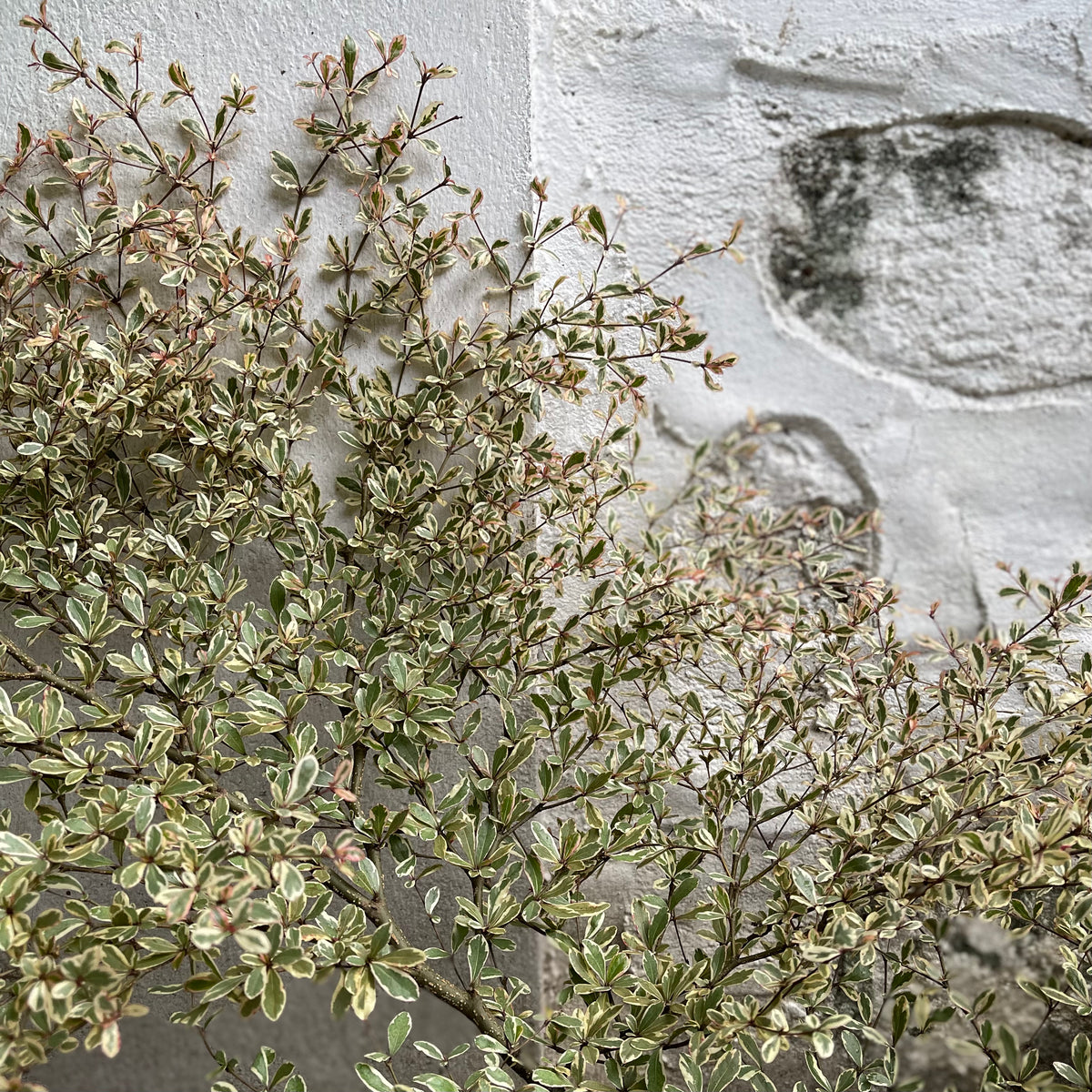 Variegated African Talisay – Shopleaf Plant Studio