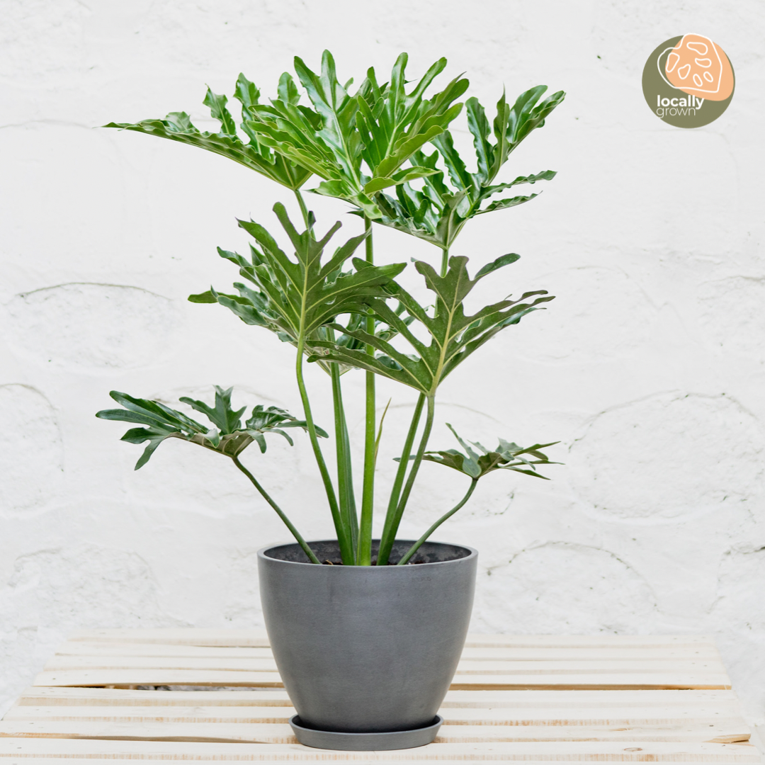 Selloum (L1) in Ecopots – Shopleaf Plant Studio