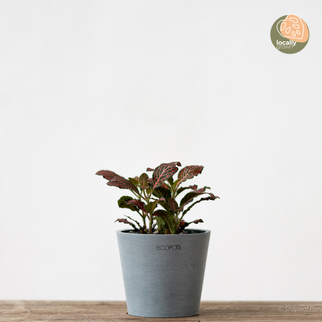 Fittonia Ruby Red (S) in Ecopots – Shopleaf Plant Studio