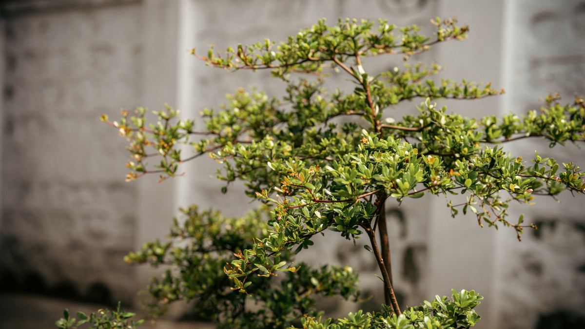 Bucida (M) in Ecopots – Shopleaf Plant Studio